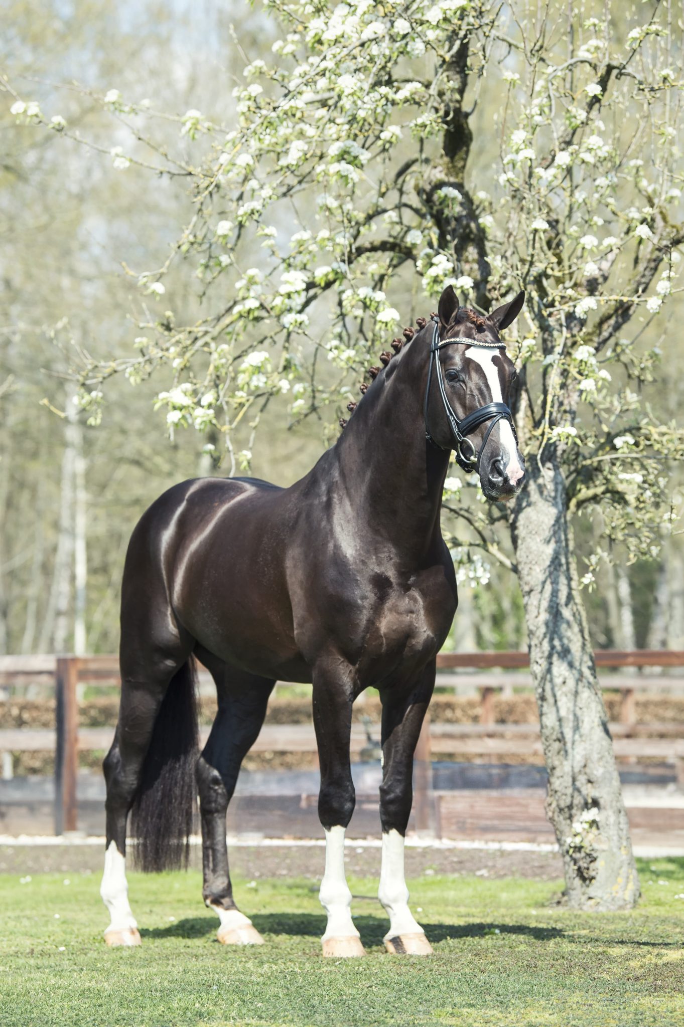 Dressage stallions – Stal Brinkman