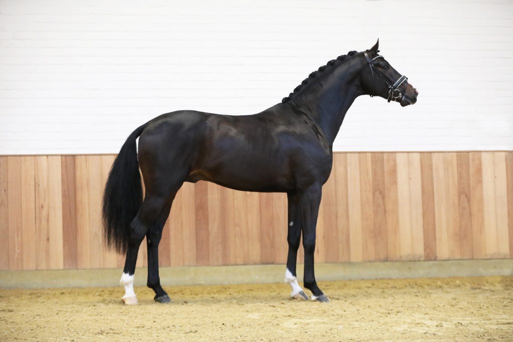 Dressage stallions – Stal Brinkman