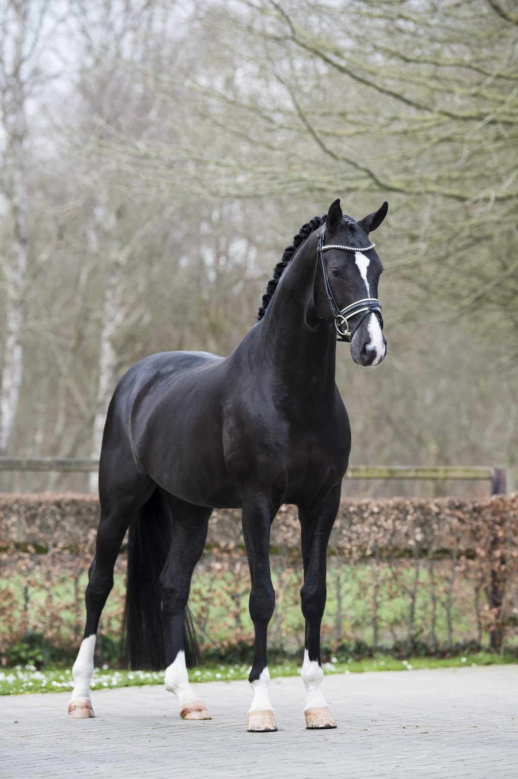 Dressage stallions – Stal Brinkman