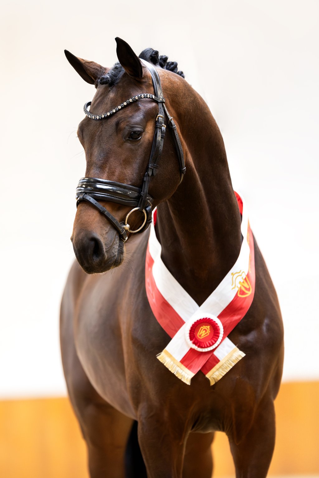 Dressage stallions – Stal Brinkman