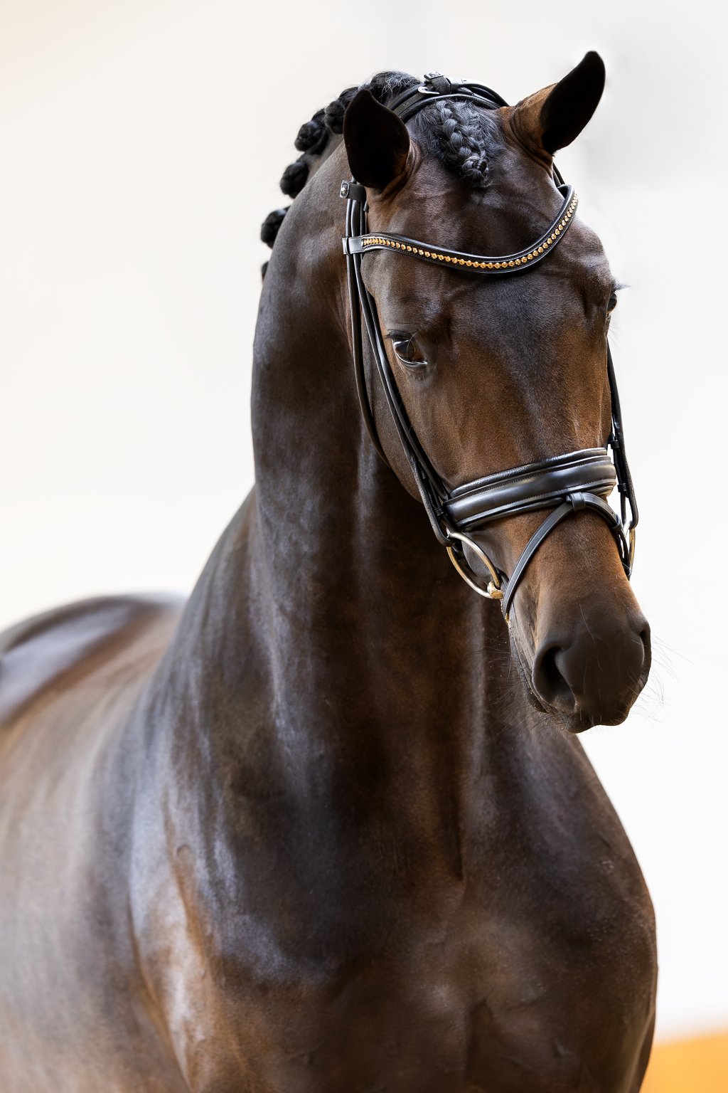 Dressage stallions – Stal Brinkman