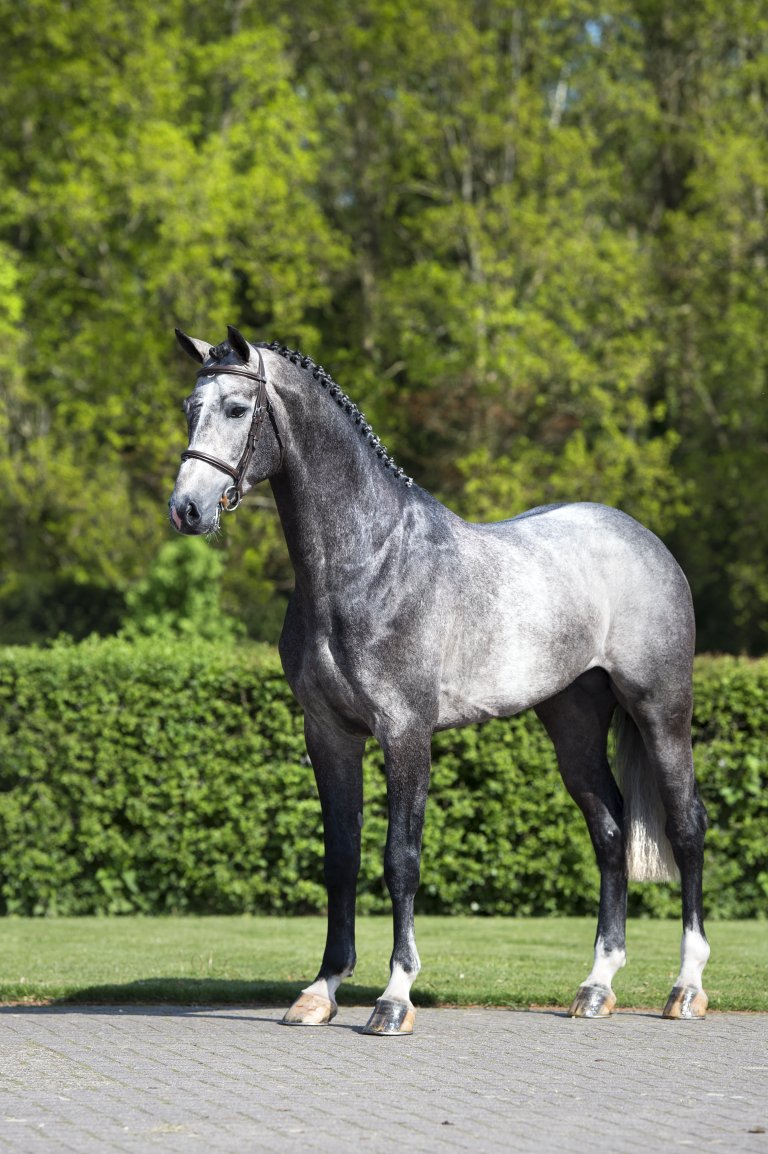 Springhengsten – Stal Brinkman