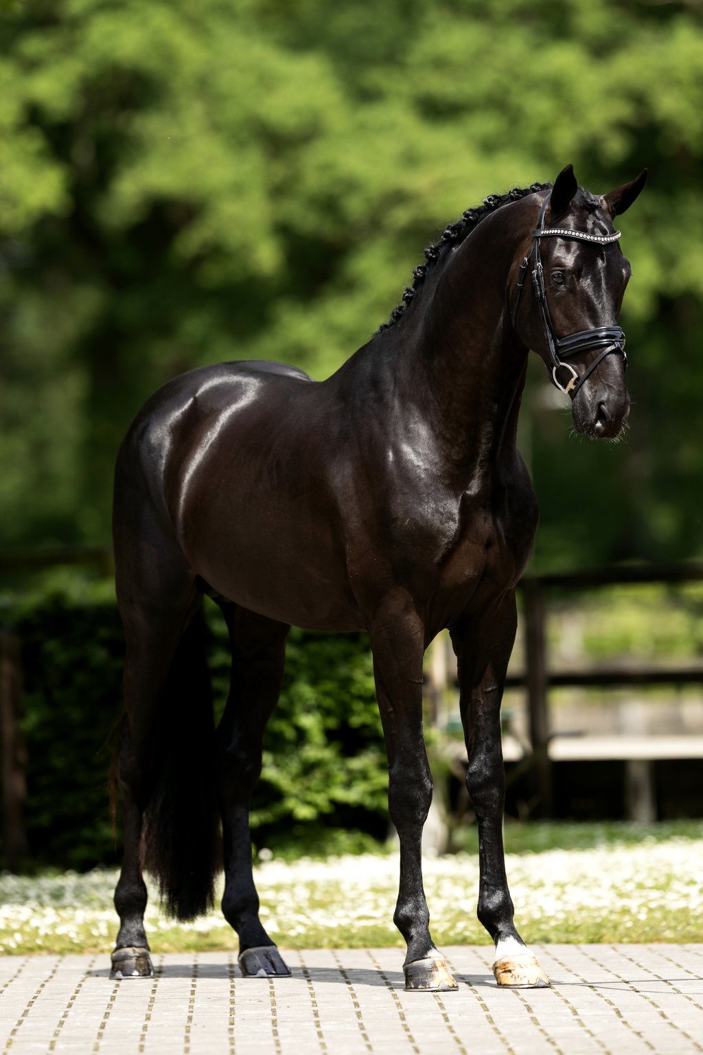 Dressage stallions – Stal Brinkman
