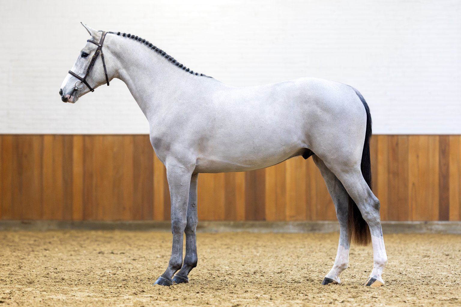 Cumano de Zelande – Stal Brinkman